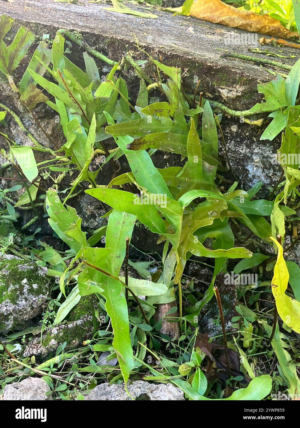 monarch fern (Microsorum scolopendria Stock Photo - Alamy