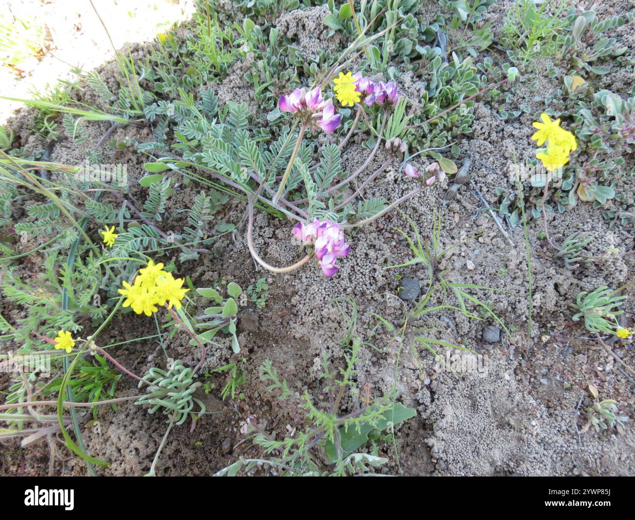 Kloekie Bubblepod (Lessertia diffusa Stock Photo - Alamy