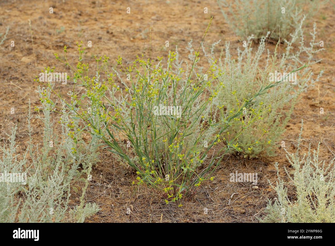 steppe spurge (Euphorbia seguieriana Stock Photo - Alamy