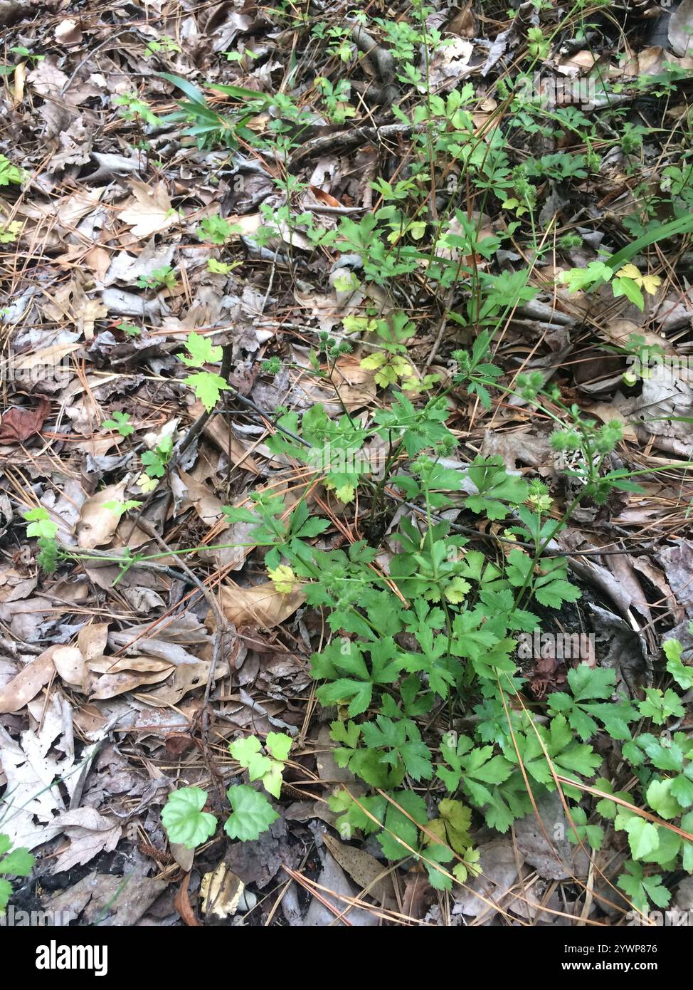 Black Snakeroot (Sanicula canadensis Stock Photo - Alamy