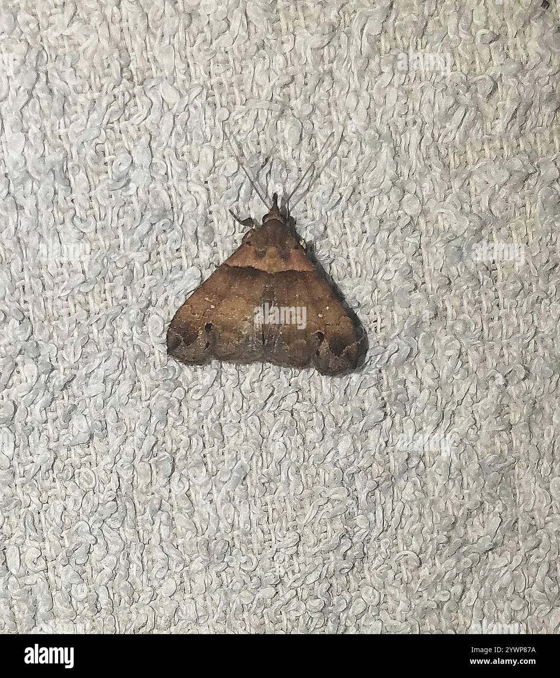 Ambiguous Moth (Lascoria ambigualis Stock Photo - Alamy