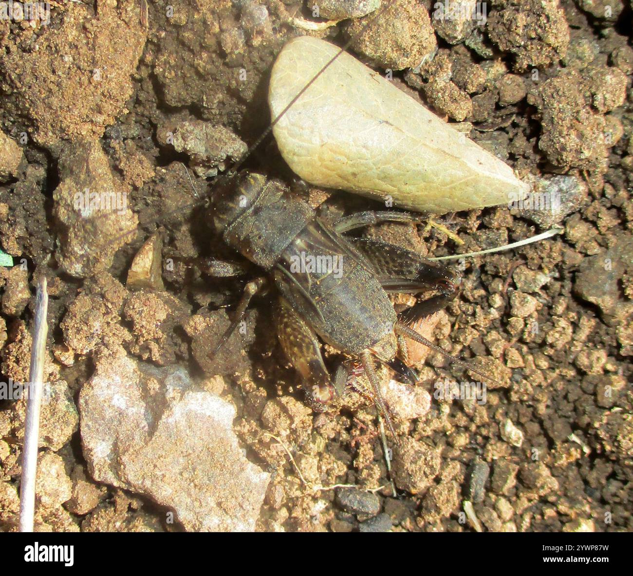 True Crickets (Gryllidae Stock Photo - Alamy