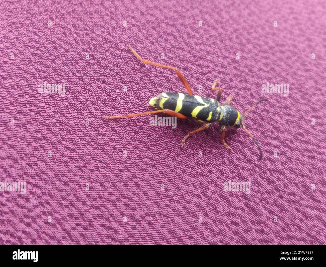 Wasp Beetle (Clytus arietis Stock Photo - Alamy