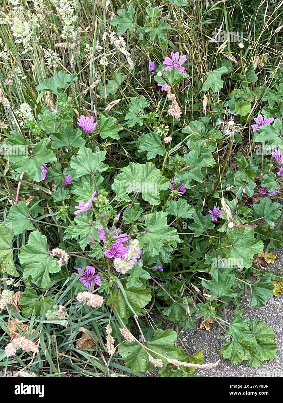 Common Mallow (Malva sylvestris Stock Photo - Alamy
