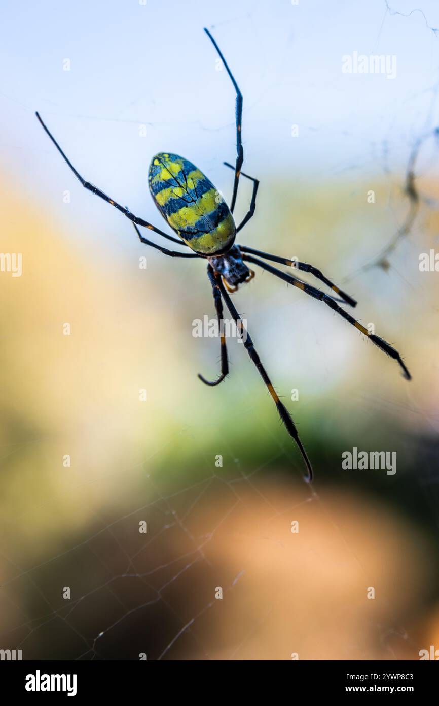 Female joro hi-res stock photography and images - Alamy