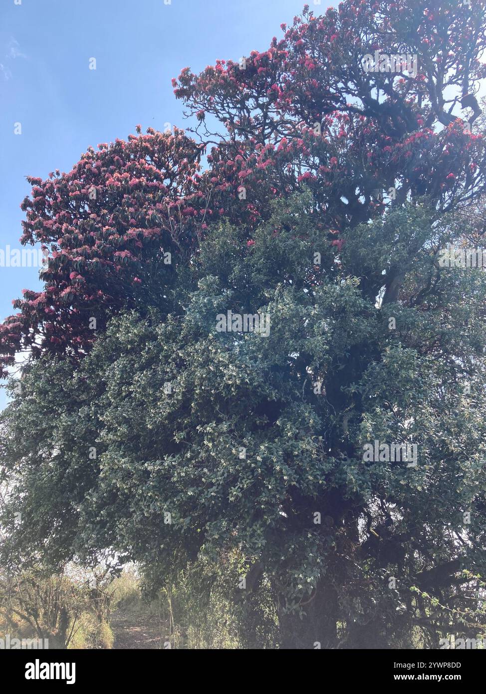 Tree Rhododendron (Rhododendron arboreum Stock Photo - Alamy