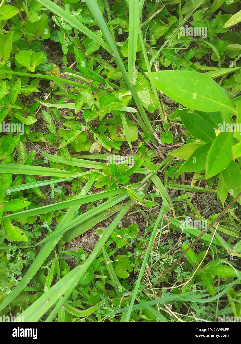 Dallis grass (Paspalum dilatatum Stock Photo - Alamy