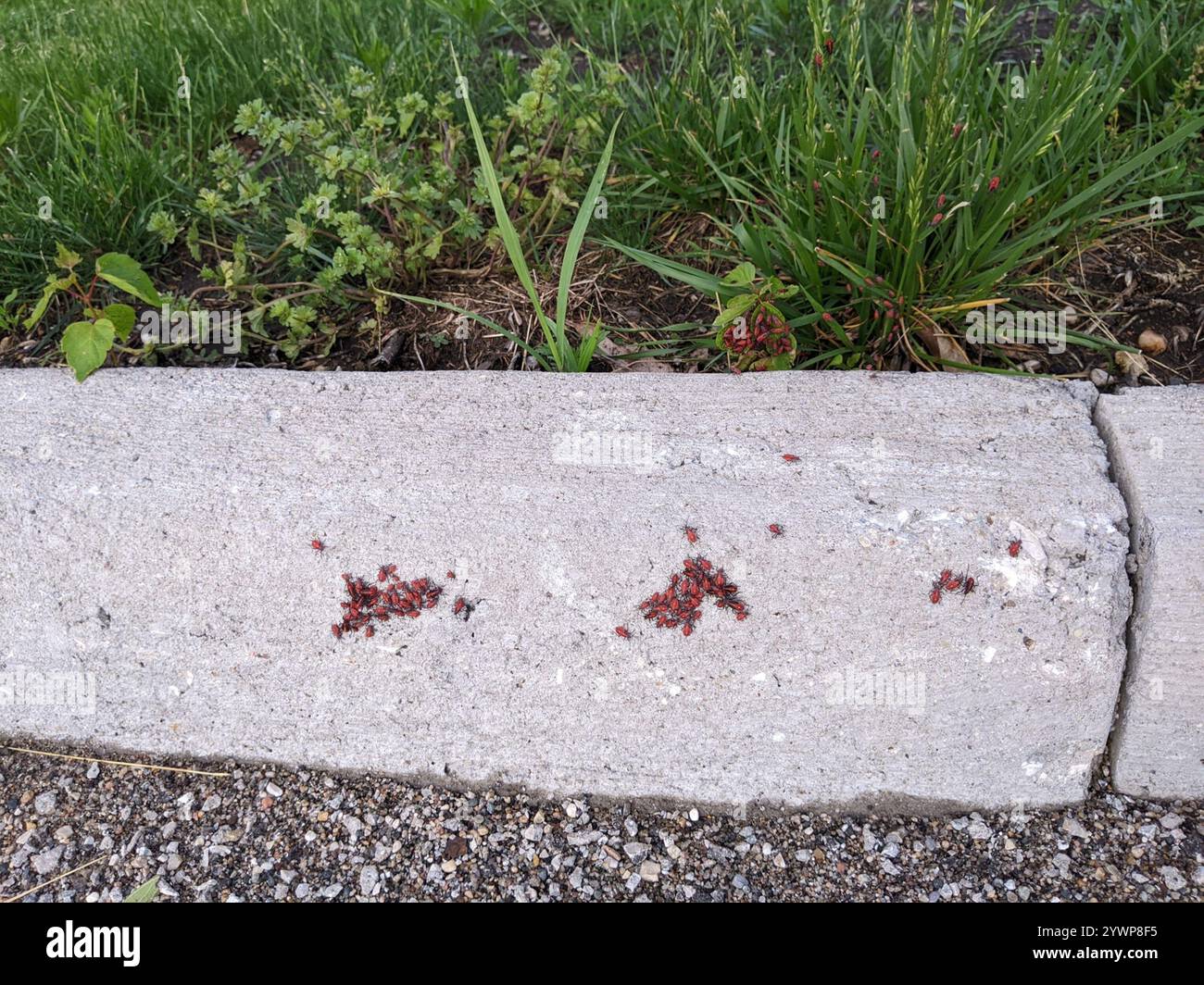 Eastern Boxelder Bug (Boisea trivittata Stock Photo - Alamy