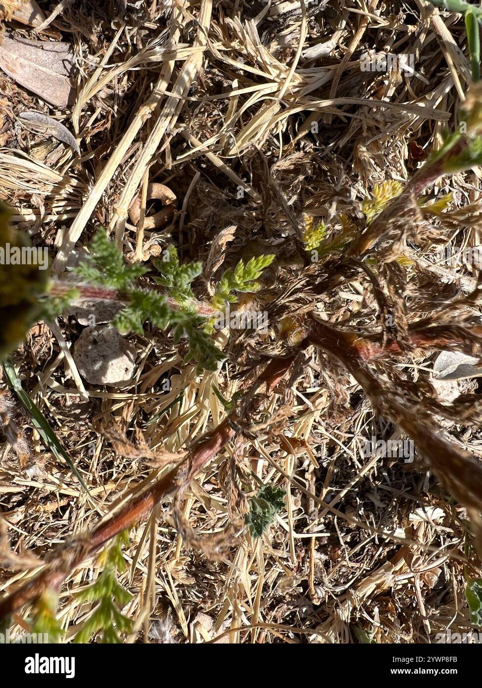 Anacyclus radiatus hi-res stock photography and images - Alamy