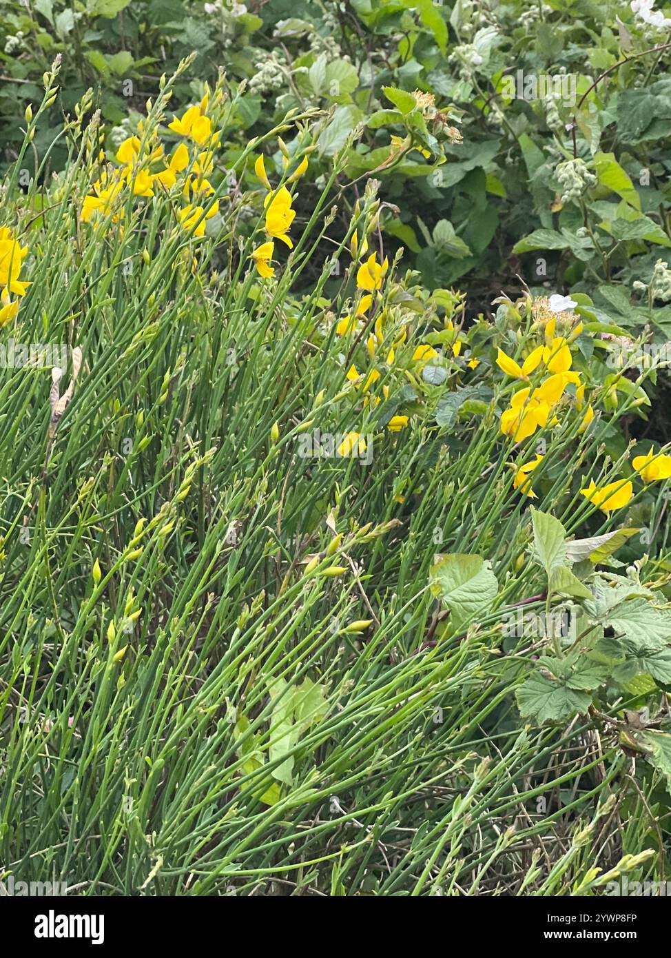 Spanish Broom (Spartium junceum Stock Photo - Alamy