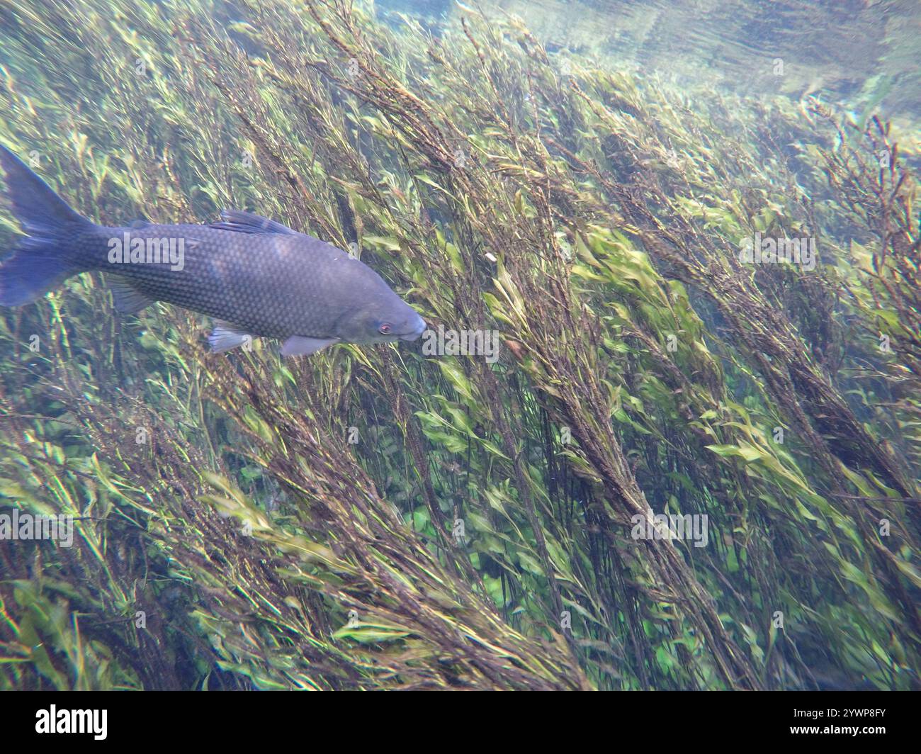 Prochilodus lineatus hi-res stock photography and images - Alamy