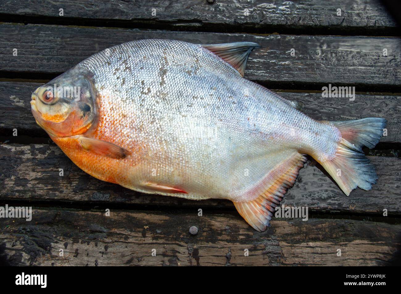 Red-bellied Pacu (Piaractus brachypomus Stock Photo - Alamy