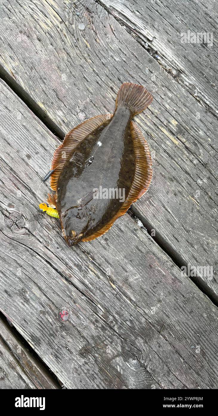 Winter Flounder (Pseudopleuronectes americanus Stock Photo - Alamy