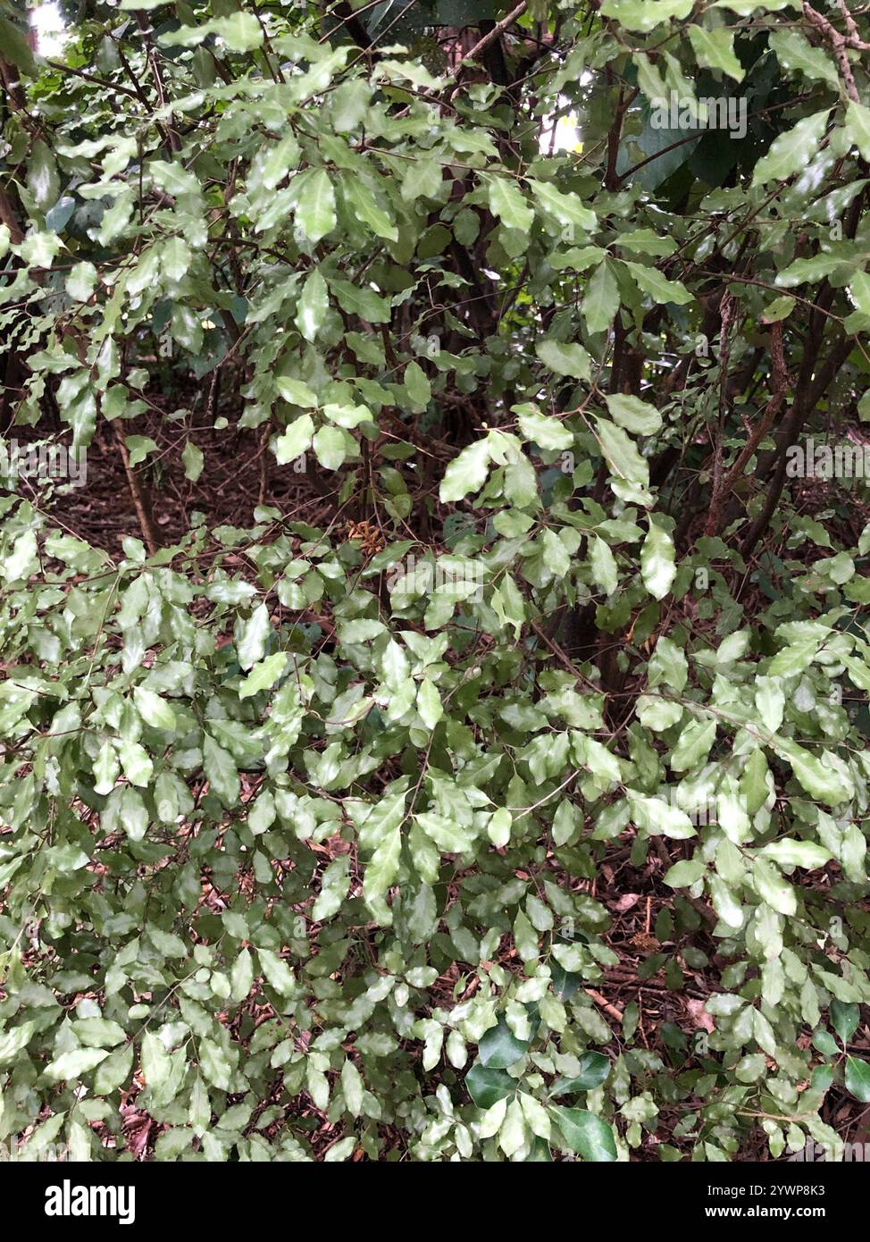 Kohuhu pittosporum tenuifolium hi-res stock photography and images - Alamy