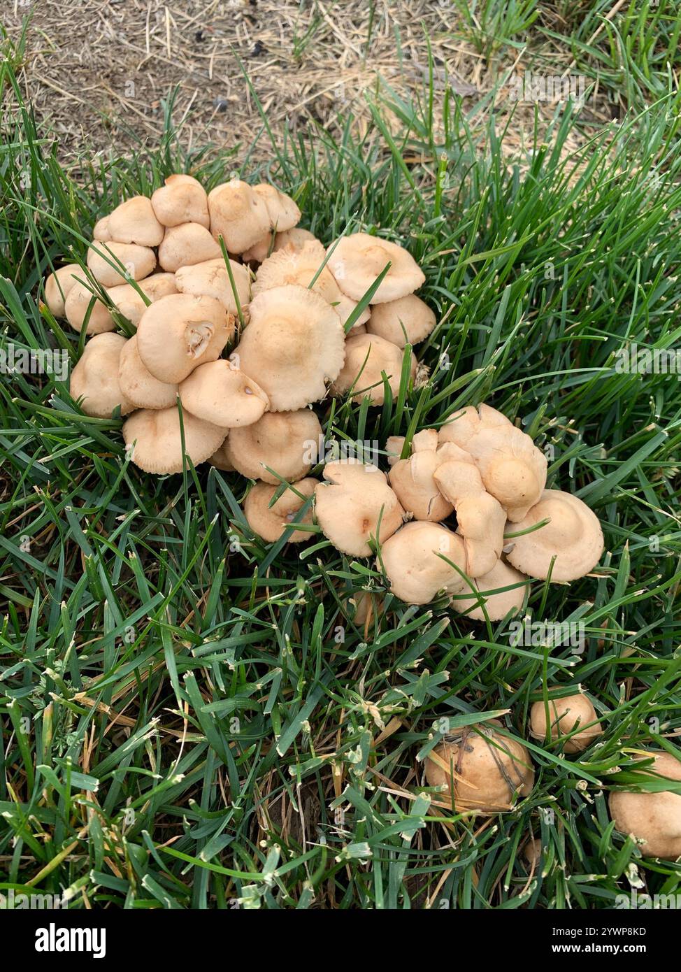Mower's Mushroom (Panaeolus foenisecii Stock Photo - Alamy