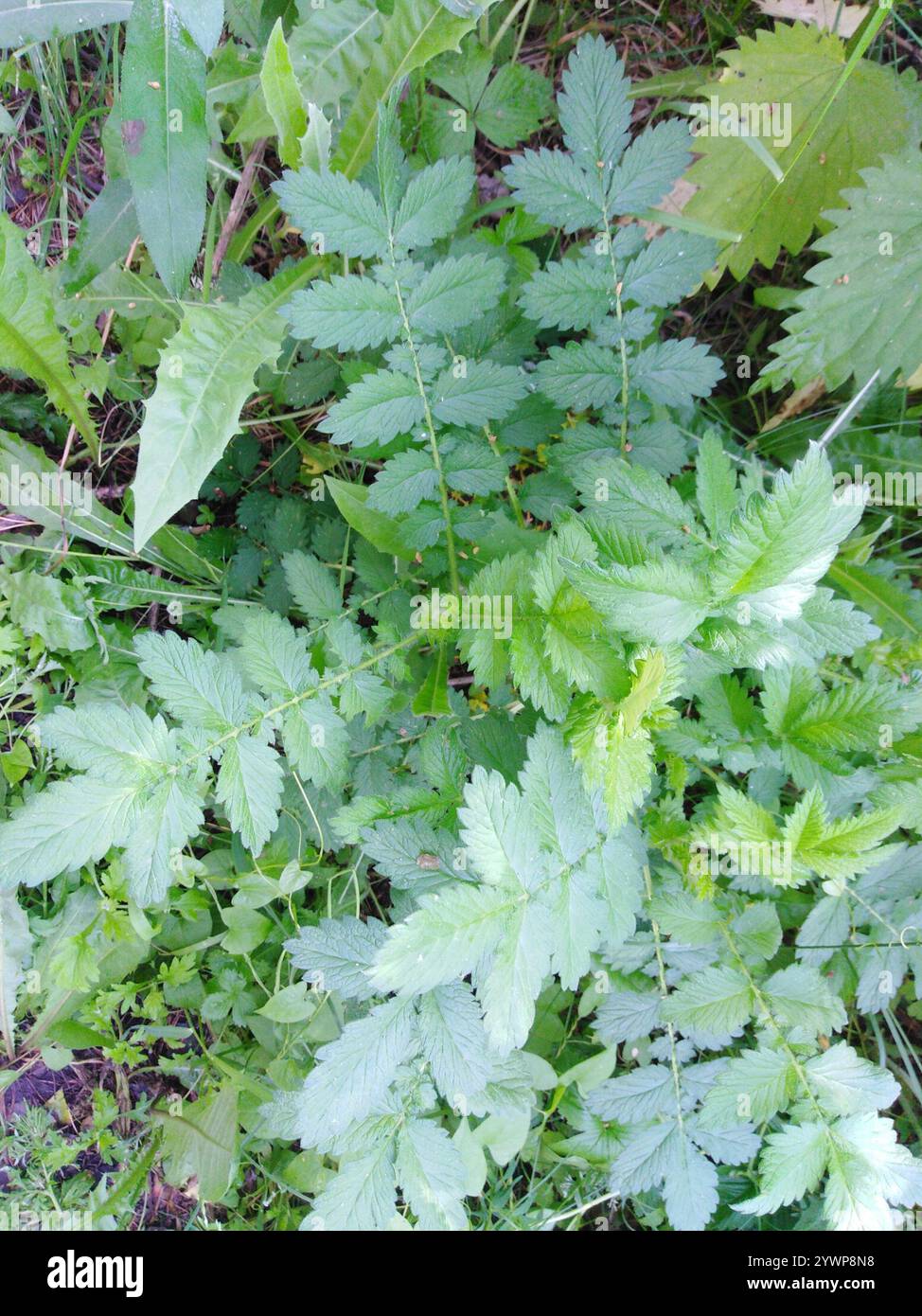 common agrimony (Agrimonia eupatoria Stock Photo - Alamy