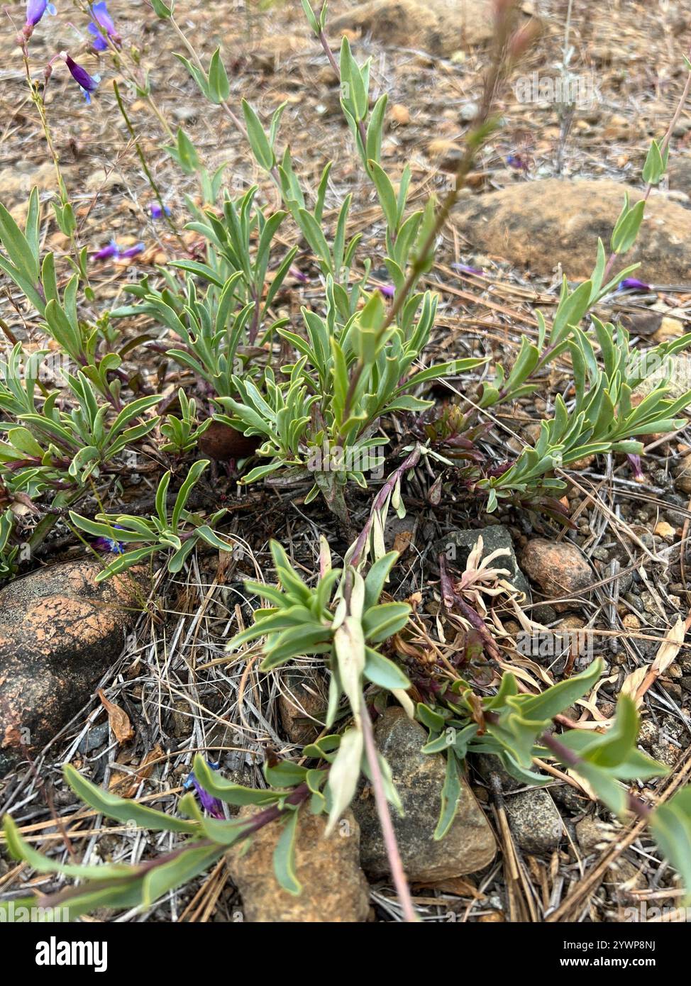 Azure Penstemon (Penstemon azureus Stock Photo - Alamy