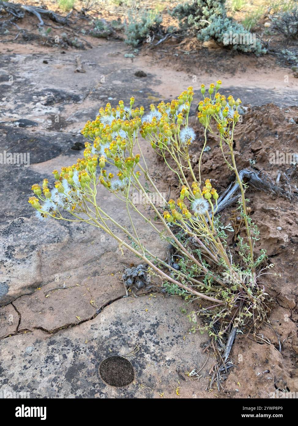 Packera multilobata hi-res stock photography and images - Alamy