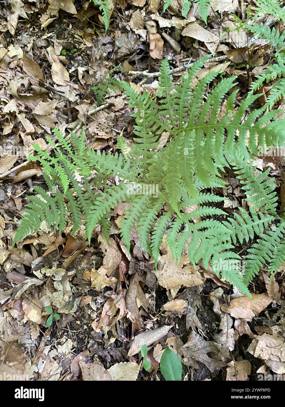 broad beech fern (Phegopteris hexagonoptera Stock Photo - Alamy
