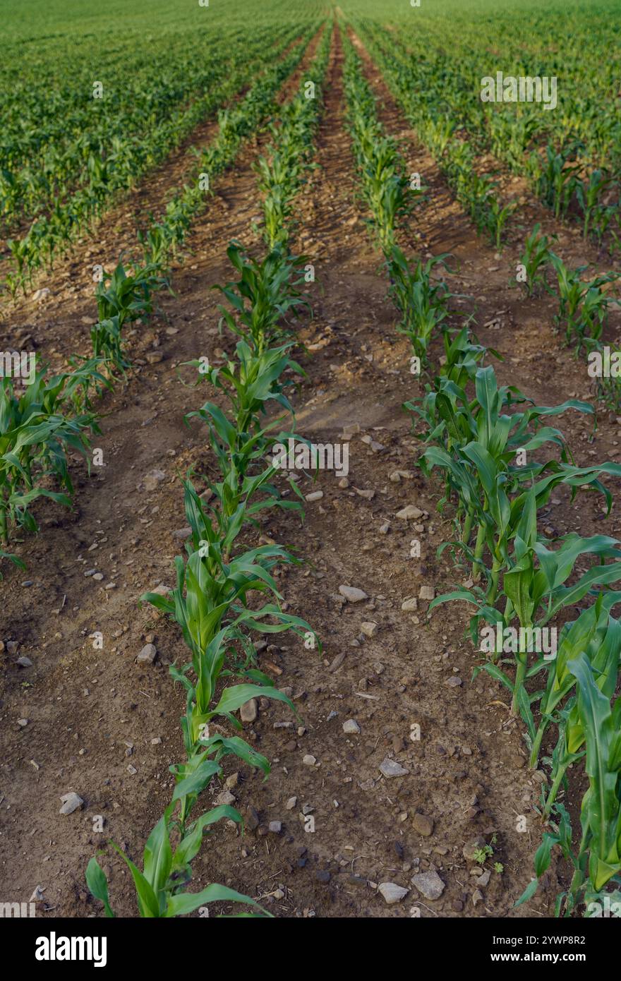 Spring farmland on which young corn grows Stock Photo - Alamy