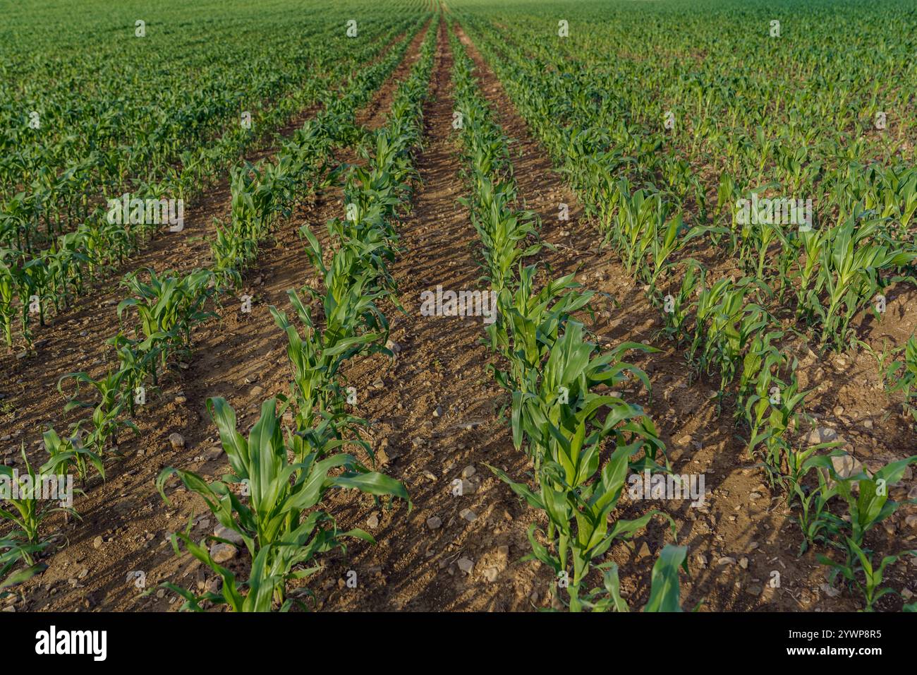 Spring farmland on which young corn grows Stock Photo - Alamy