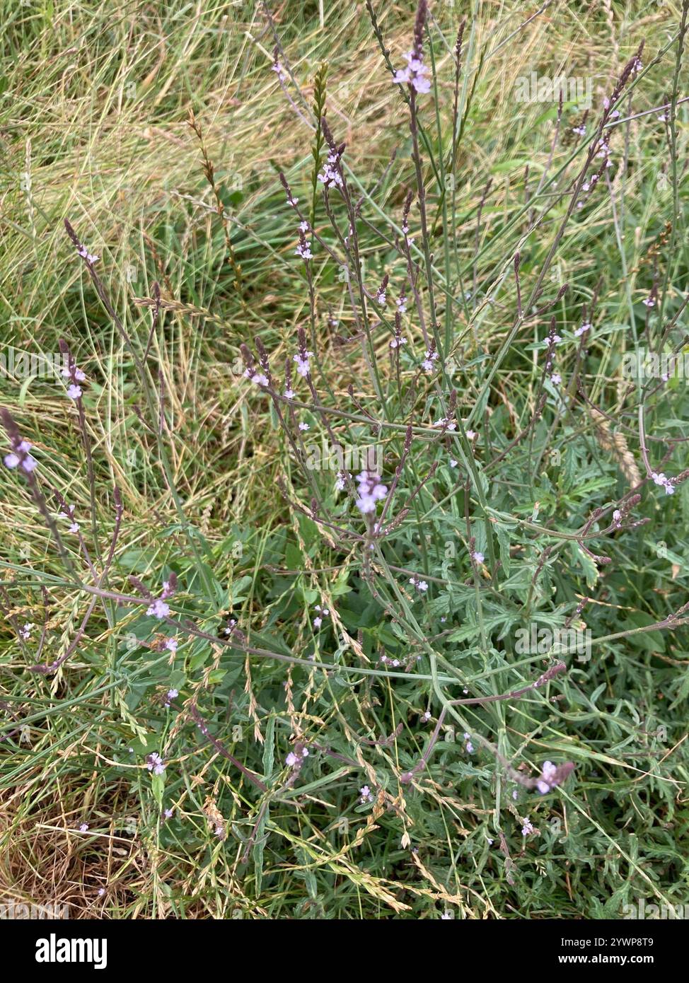 Common vervain (Verbena officinalis Stock Photo - Alamy