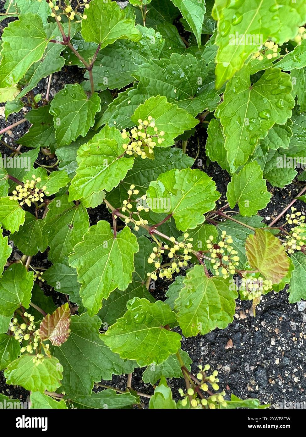 grape family (Vitaceae Stock Photo - Alamy