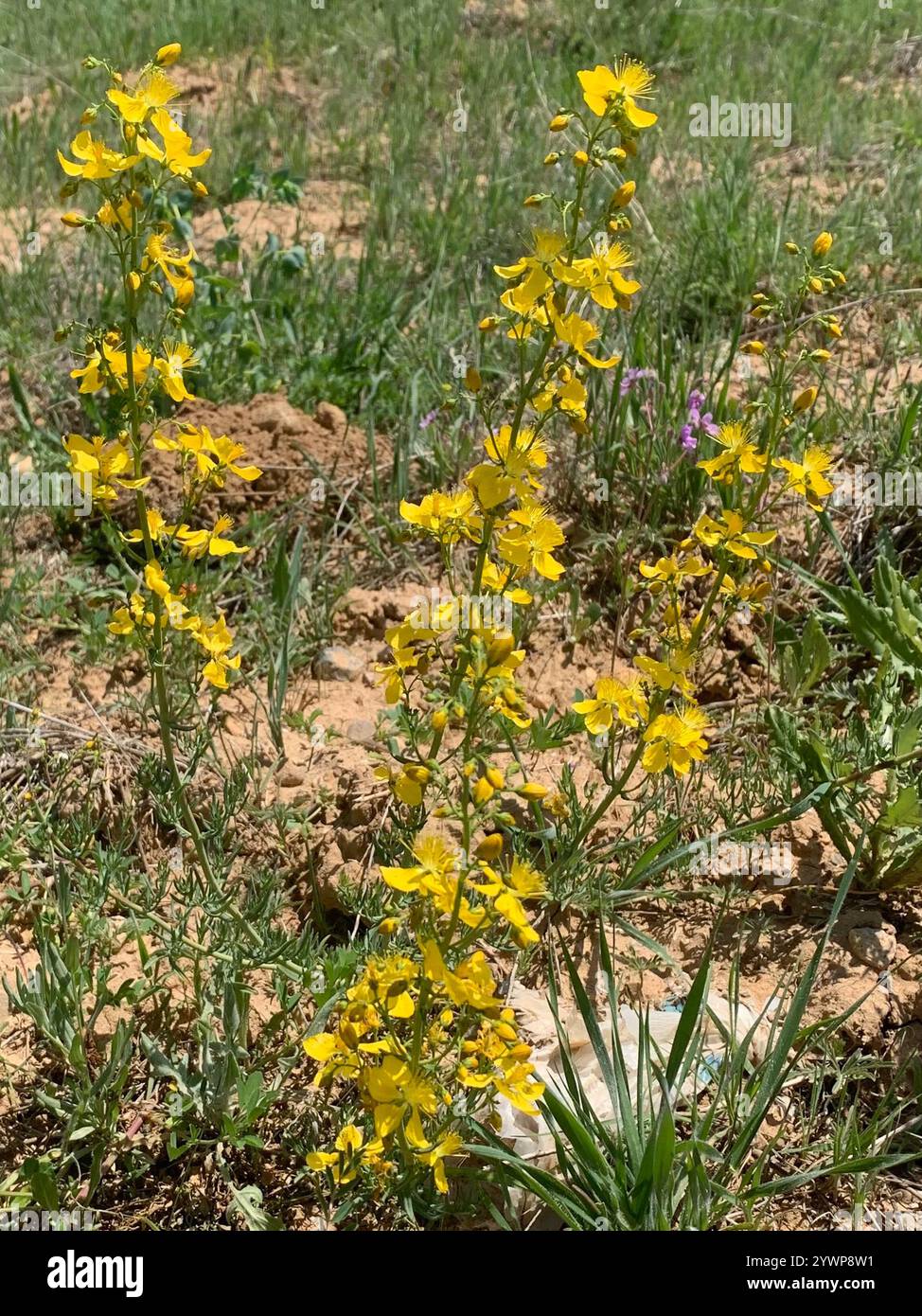 White Mustard (Sinapis alba Stock Photo - Alamy