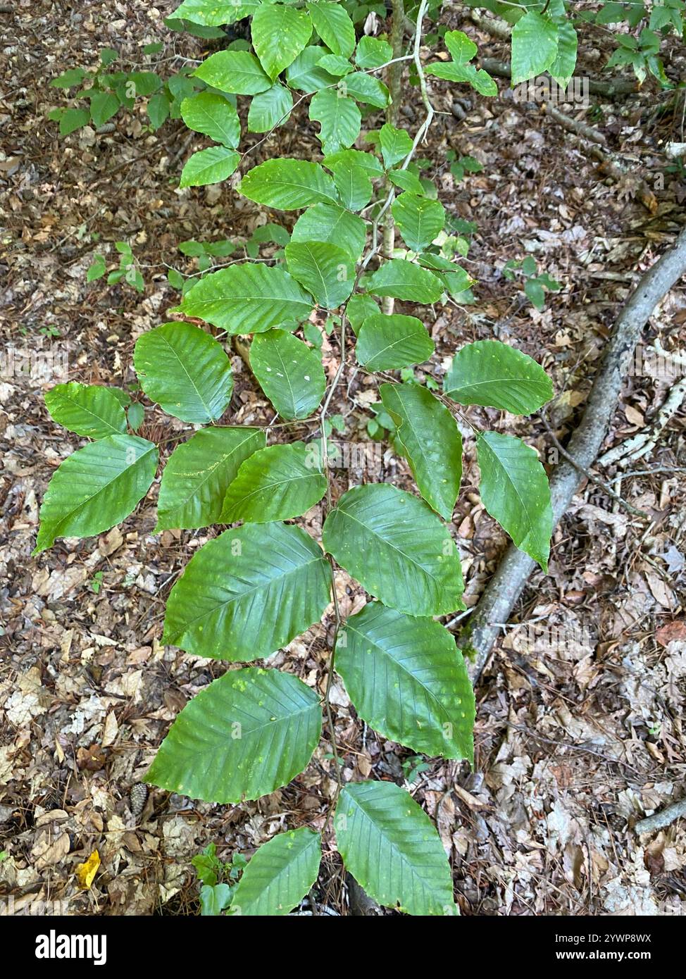 American beech (Fagus grandifolia Stock Photo - Alamy