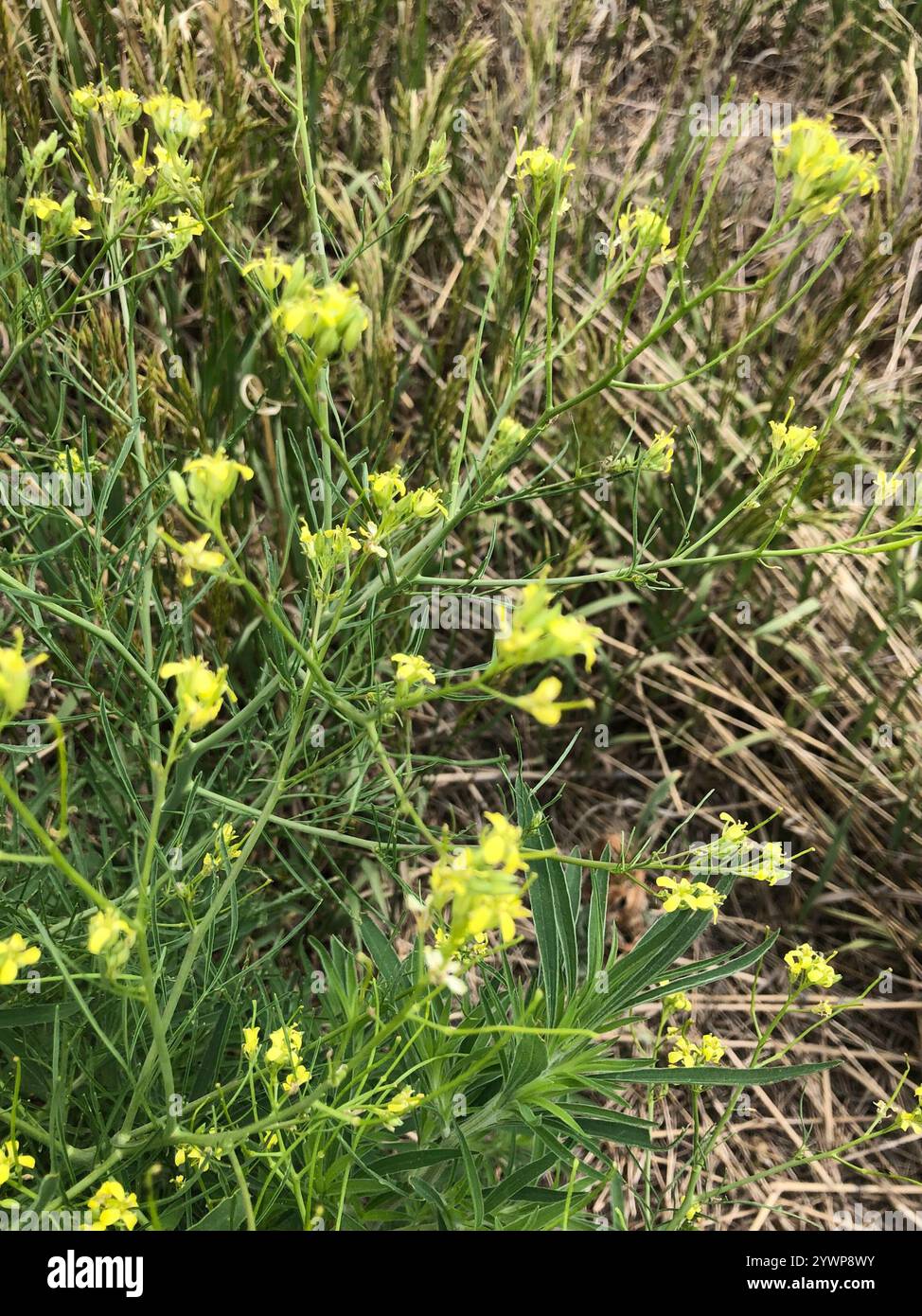 Tall Tumblemustard (Sisymbrium altissimum Stock Photo - Alamy