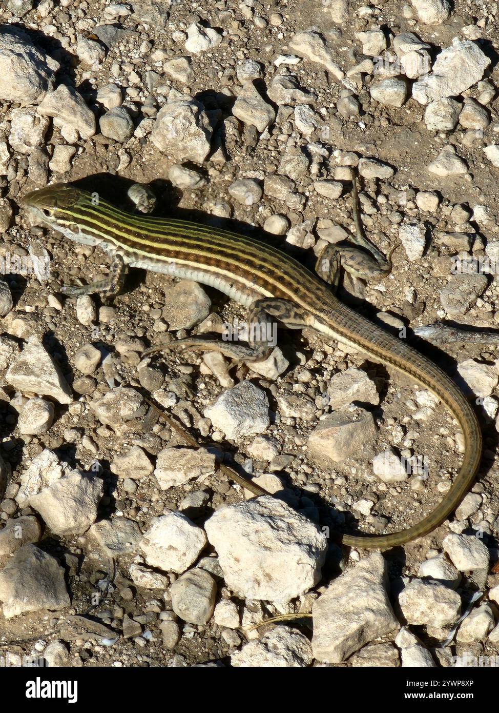 Common Spotted Whiptail (Aspidoscelis gularis Stock Photo - Alamy