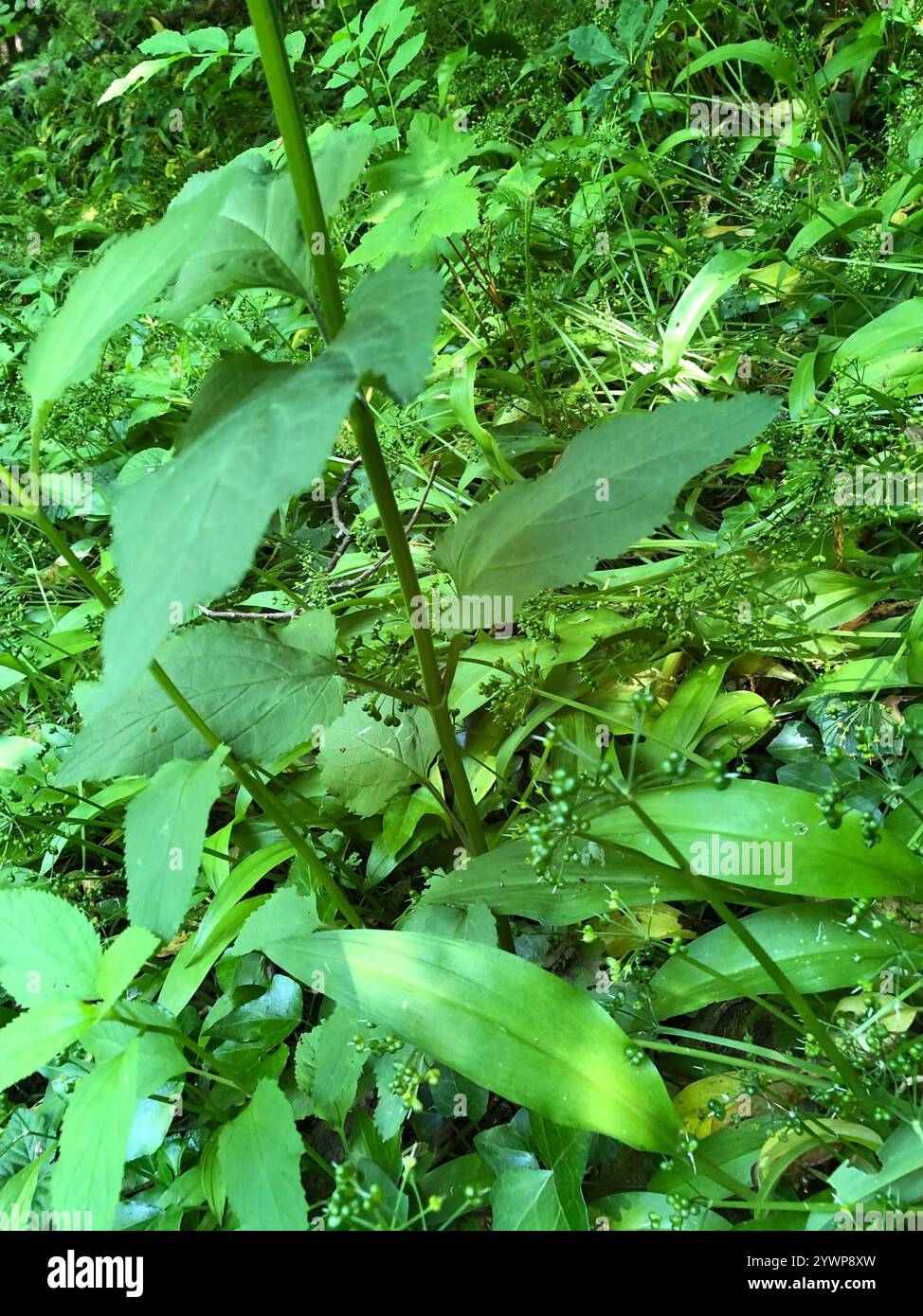 Common Figwort (Scrophularia nodosa Stock Photo - Alamy