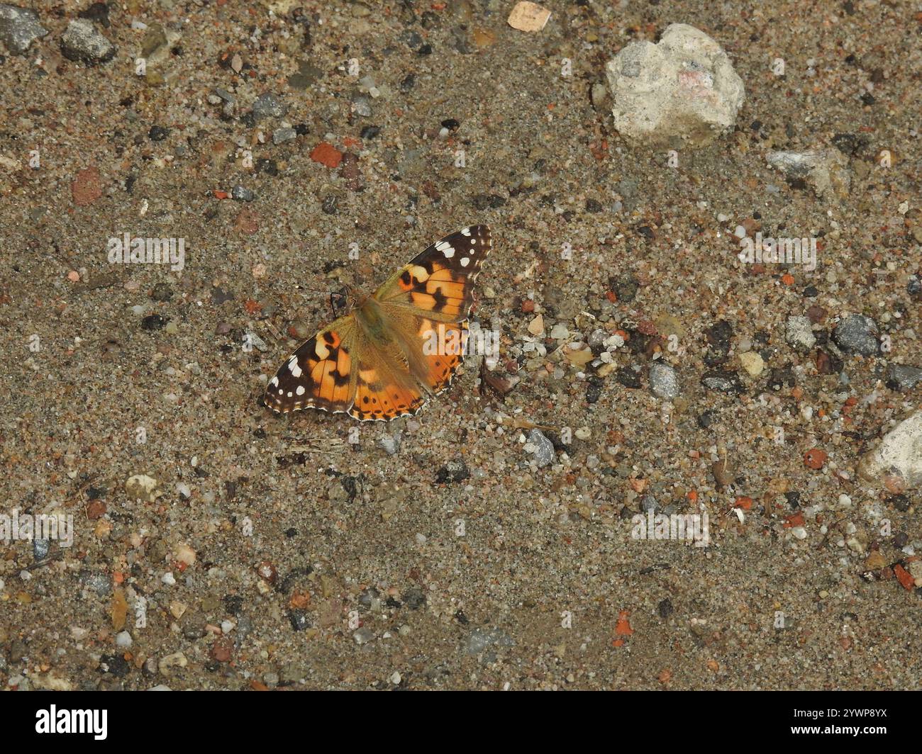 Painted Lady (Vanessa cardui Stock Photo - Alamy