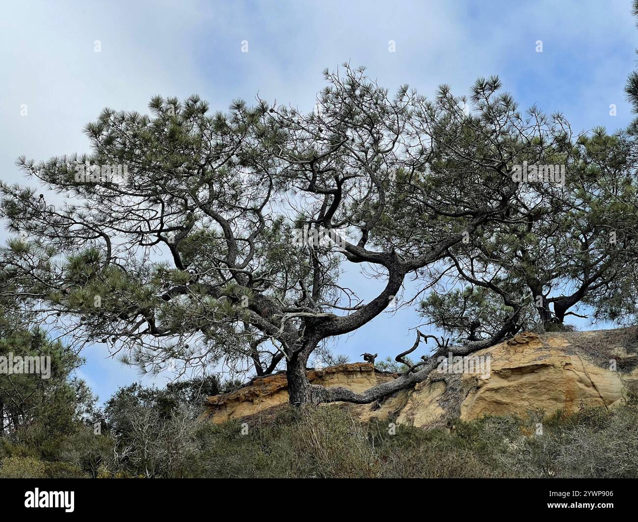 Torrey pine (Pinus torreyana Stock Photo - Alamy