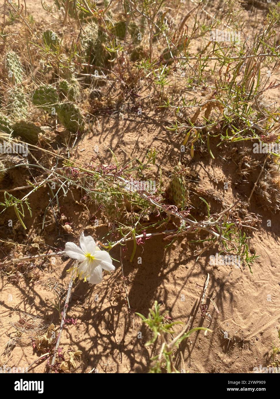 Pale Evening Primrose (Oenothera pallida Stock Photo - Alamy