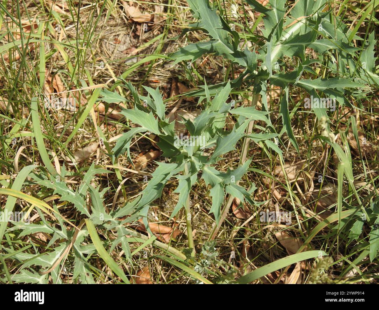 Field Eryngo (Eryngium campestre Stock Photo - Alamy