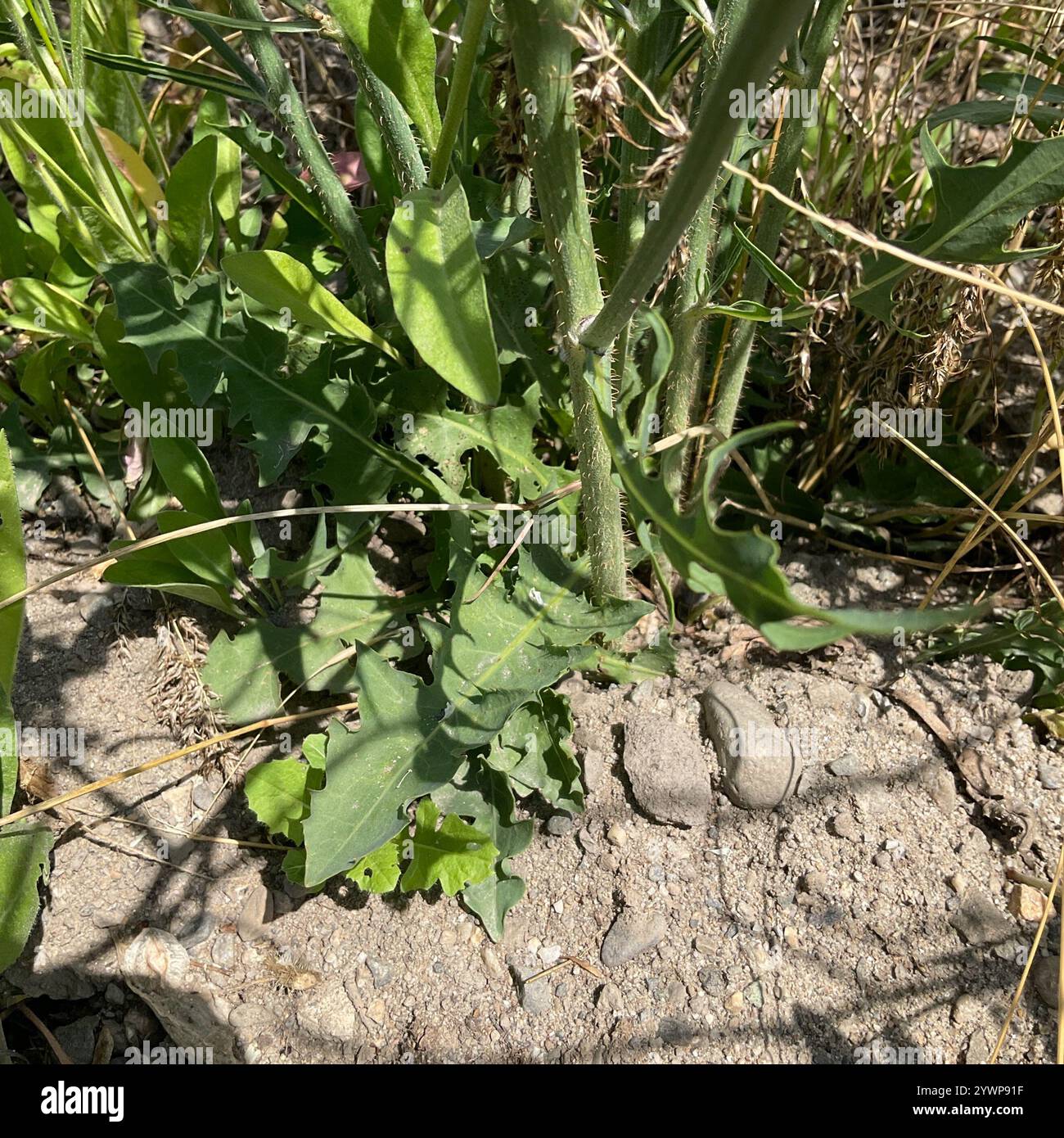 Rush Skeletonweed (Chondrilla juncea Stock Photo - Alamy