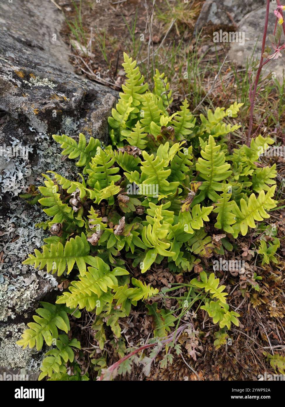 rock polypody (Polypodium virginianum Stock Photo - Alamy