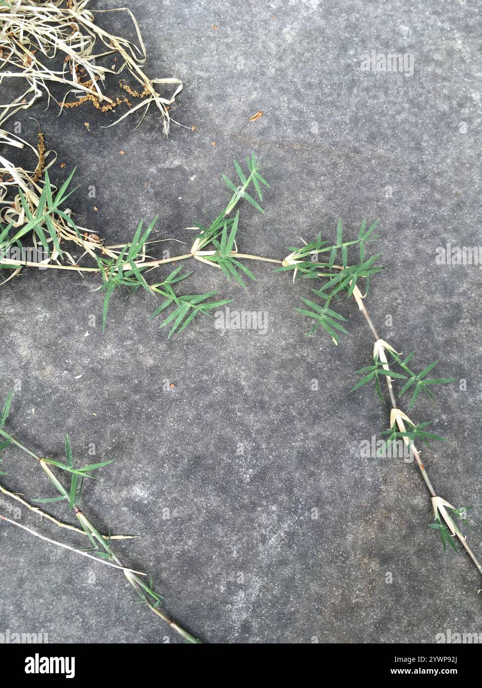 Bermuda grass (Cynodon dactylon Stock Photo - Alamy