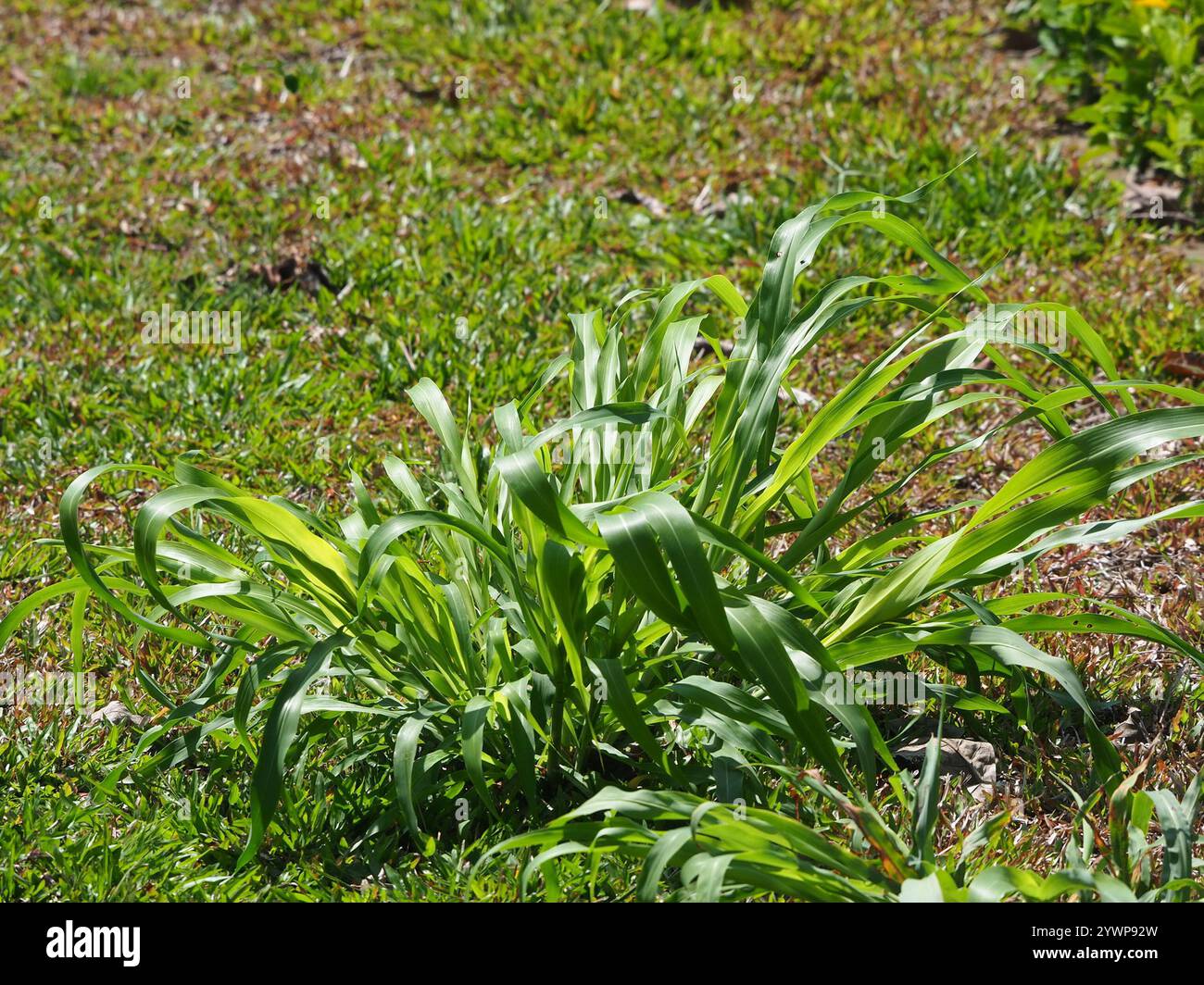 Wild Sorghum (Sorghum bicolor verticilliflorum Stock Photo - Alamy