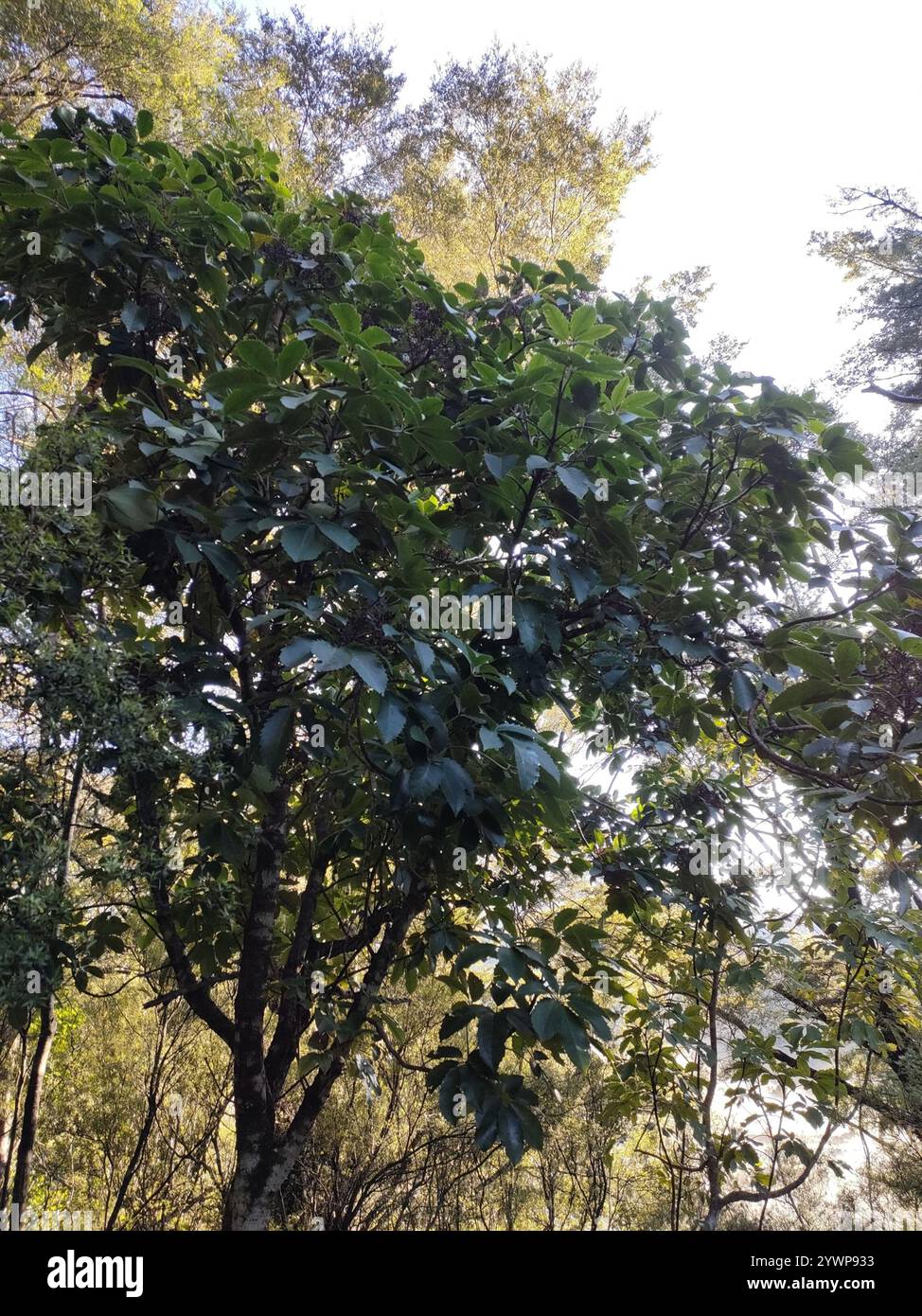 five finger (Pseudopanax arboreus Stock Photo - Alamy
