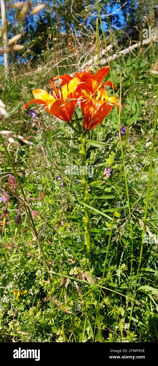 fire lily (Lilium bulbiferum Stock Photo - Alamy
