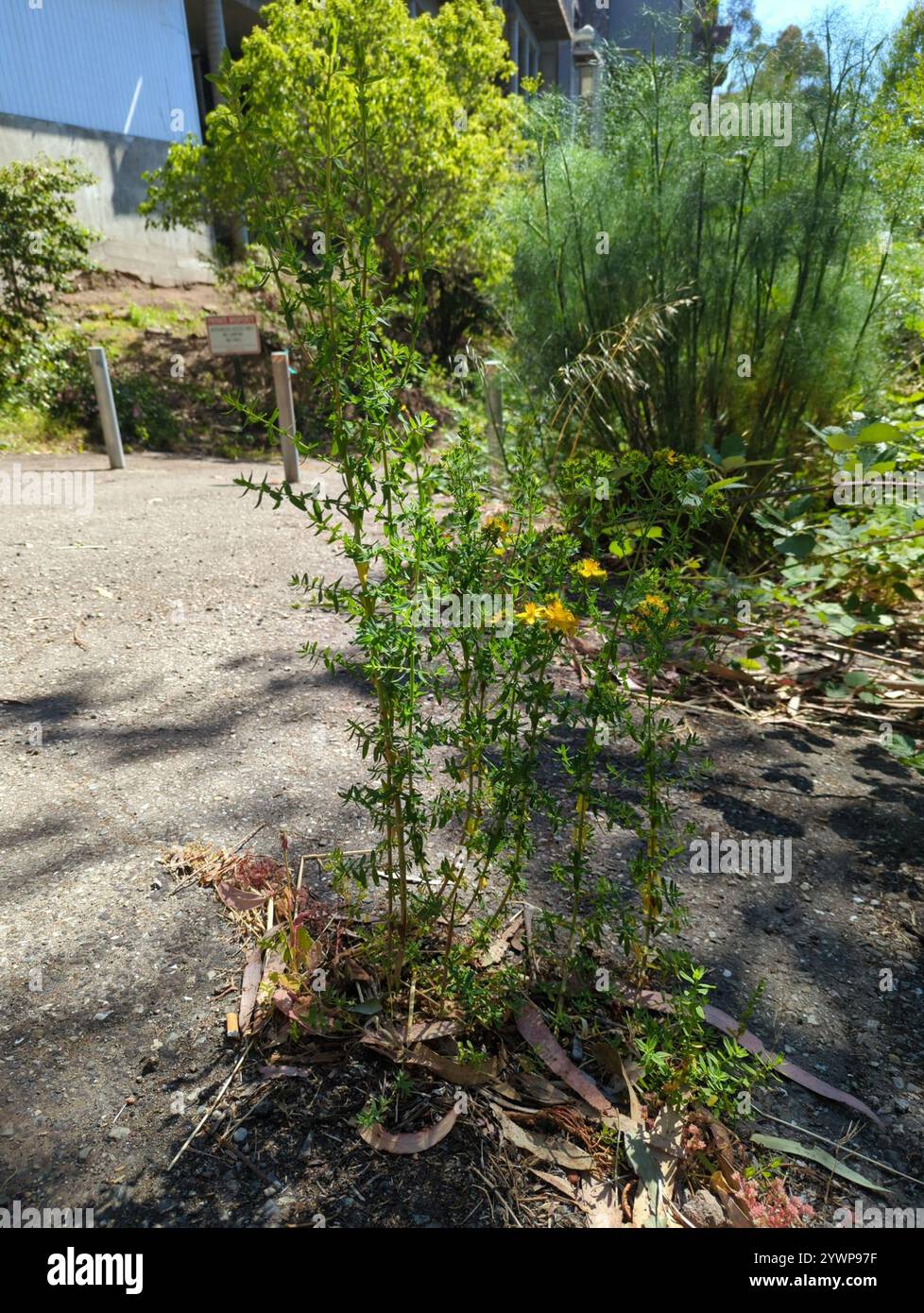 (Hypericum perforatum perforatum Stock Photo - Alamy