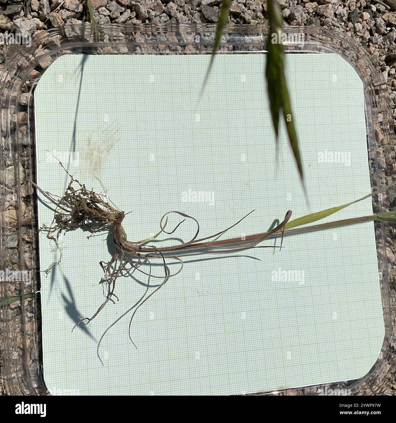 Japanese brome (Bromus japonicus Stock Photo - Alamy