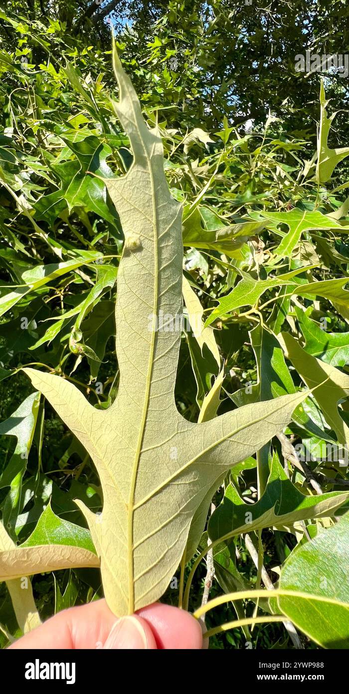 southern red oak (Quercus falcata Stock Photo - Alamy