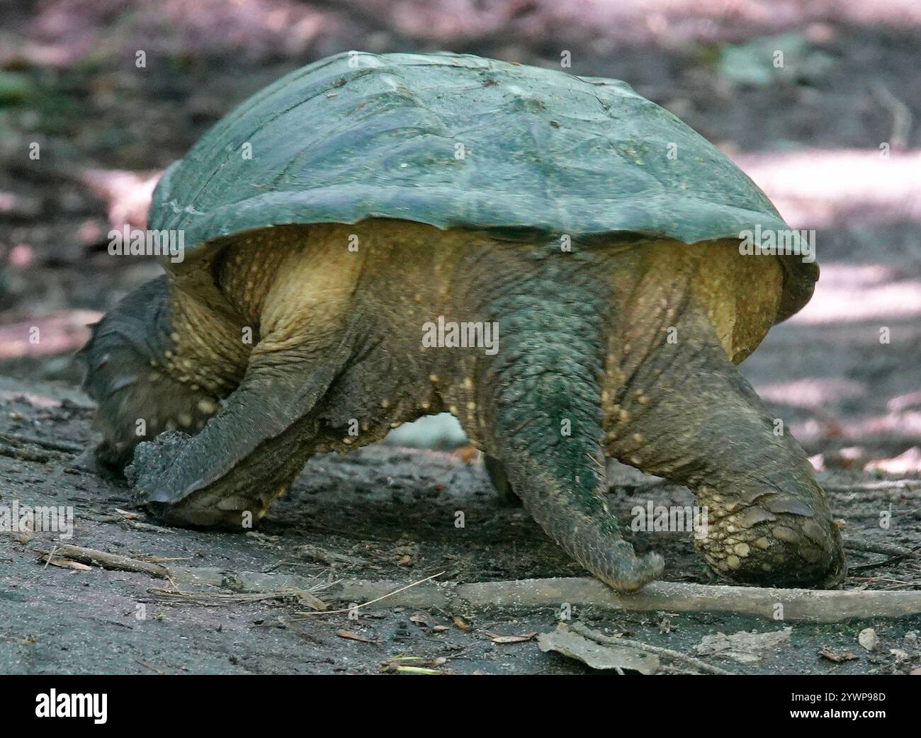 Common Snapping Turtle (Chelydra serpentina Stock Photo - Alamy