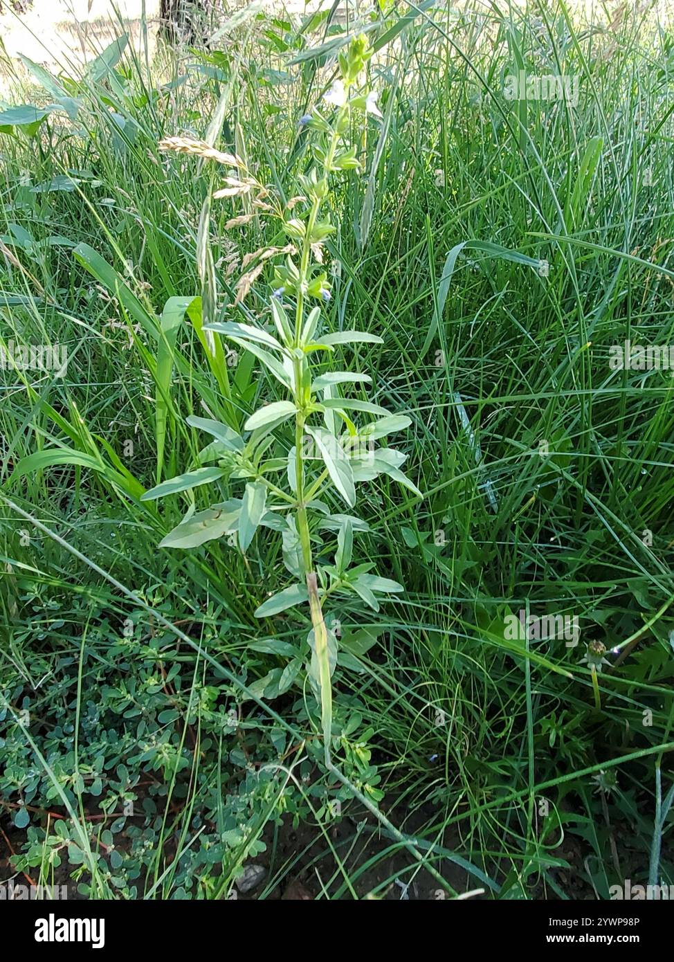 Mintweed (Salvia reflexa Stock Photo - Alamy