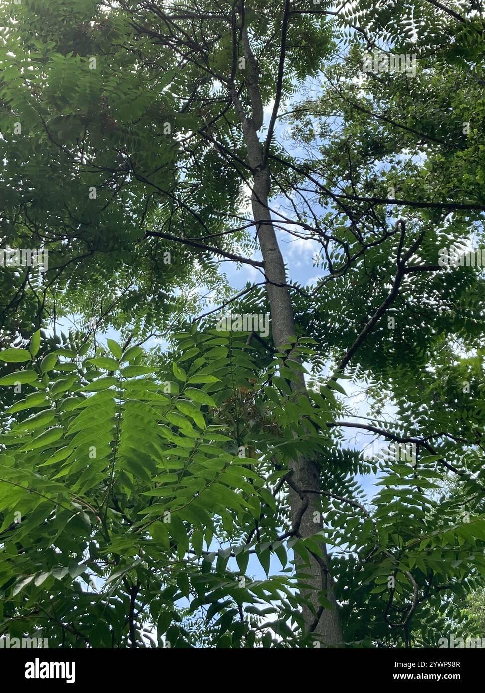 tree-of-heaven (Ailanthus altissima Stock Photo - Alamy