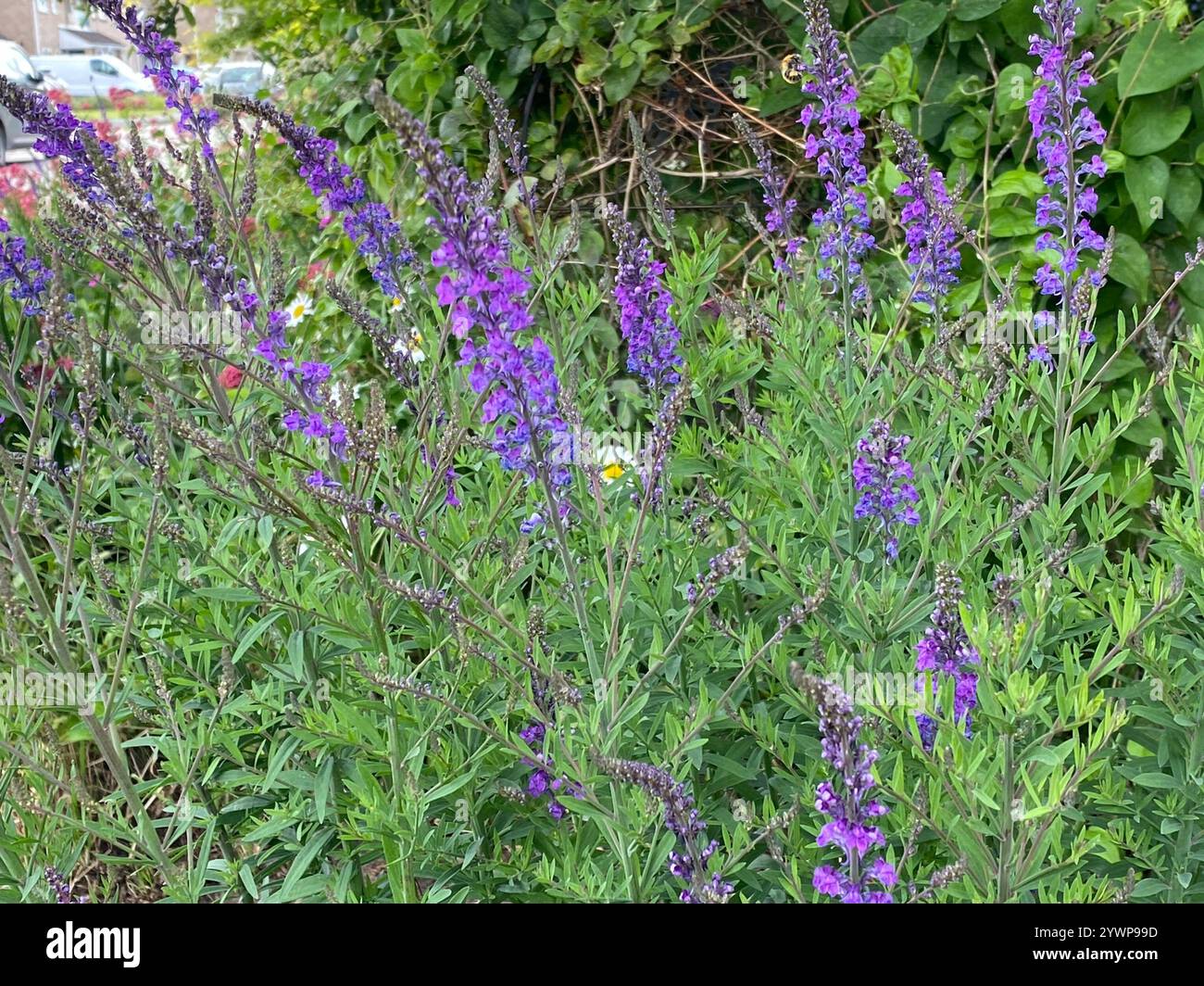 Purple Toadflax (Linaria purpurea Stock Photo - Alamy