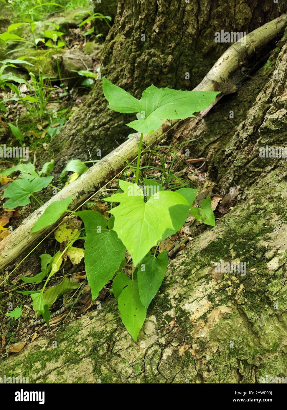 tall rattlesnake root (Nabalus altissimus Stock Photo - Alamy